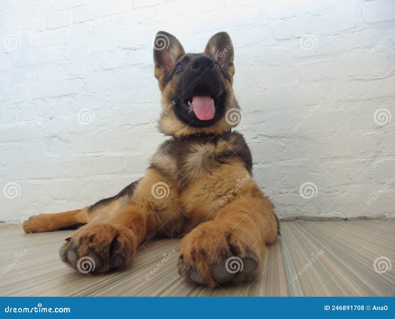 Shepherd German Puppy Posed in Home. Adorable German Shepherd Puppy at ...