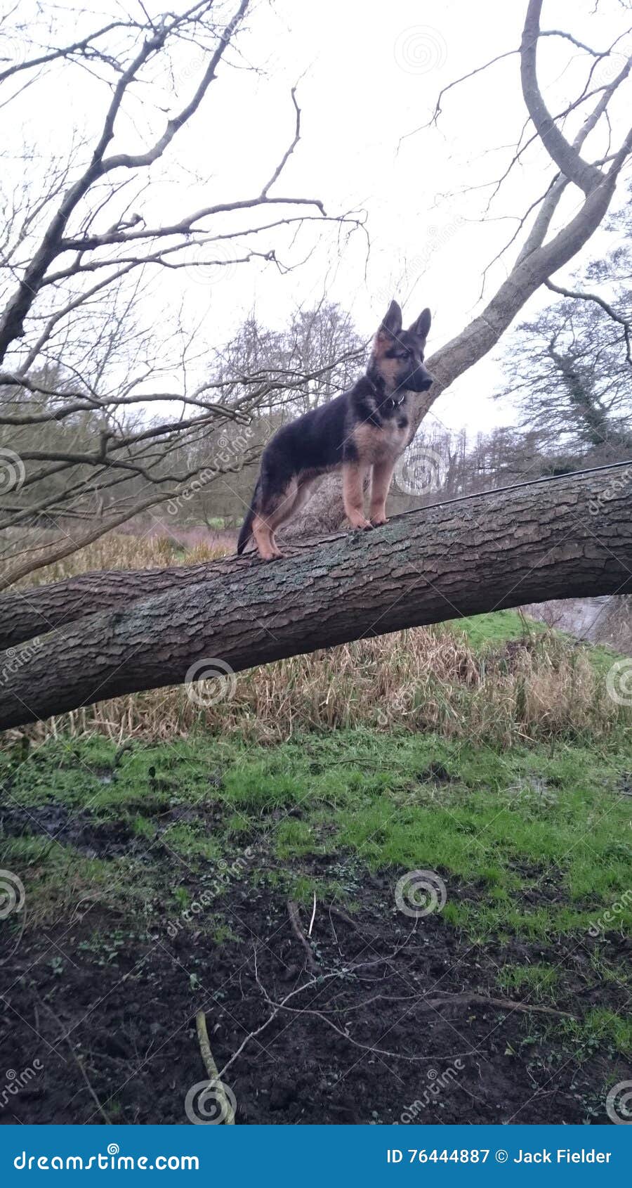 German Shepherd Puppy Posing on a Tree Stock Image - Image of shepherd ...
