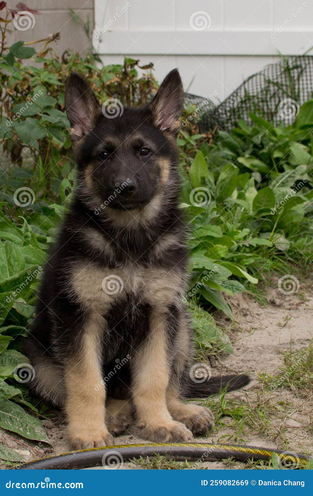German Shepherd Puppy Sitting in Yard. Stock Image - Image of outside ...