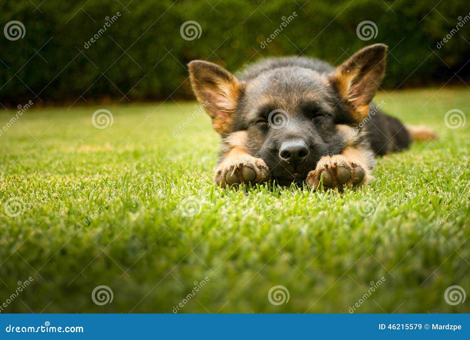 German Shepherd Puppy Sleeping on a Warm Summer Day Stock Image - Image ...