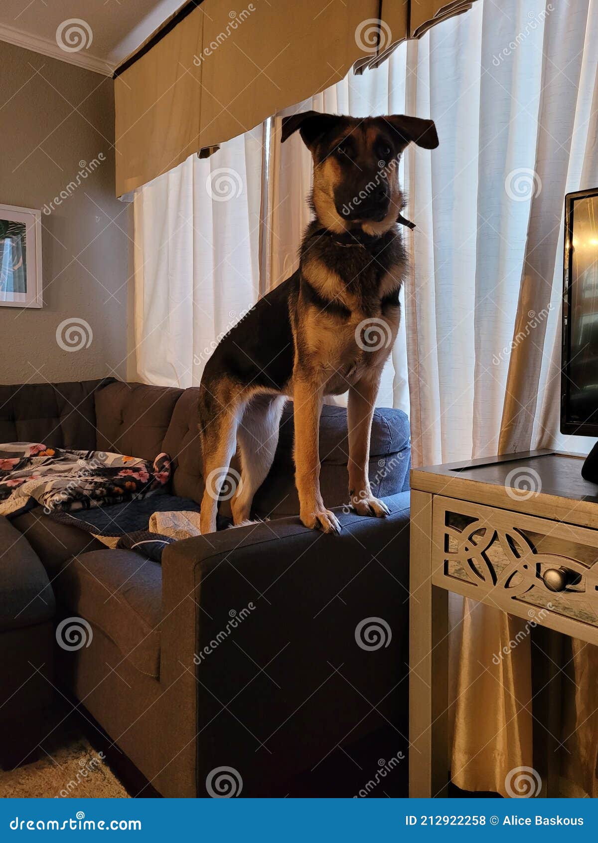German Shepherd Puppy Strikes a Pose Stock Photo - Image of puppy, dogs ...