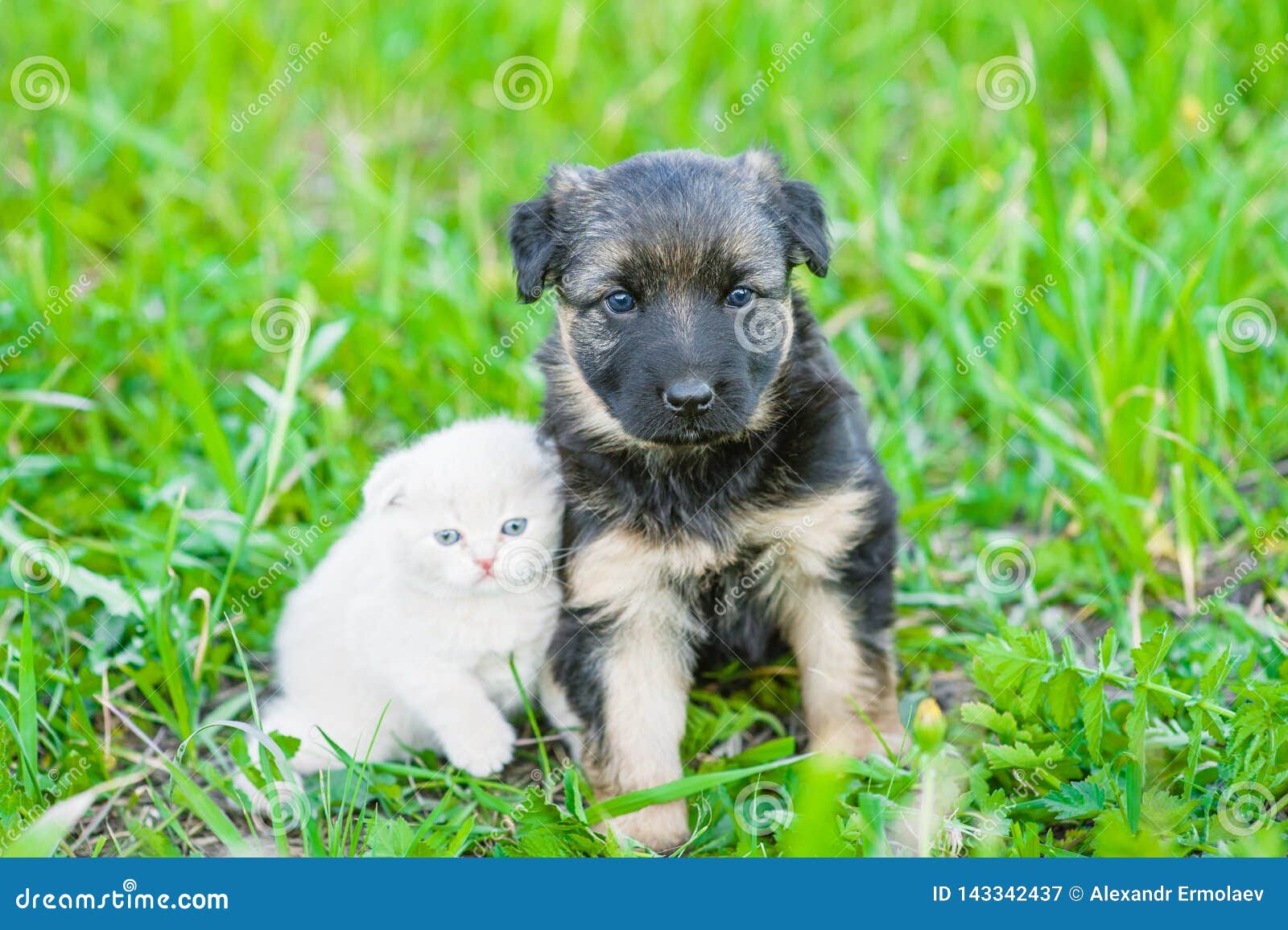 German Shepherd Puppy with Tiny Kitten on Green Grass Stock Image ...