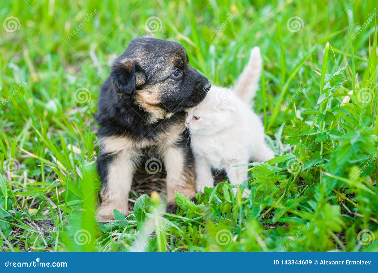 German Shepherd Puppy with Tiny Kitten on Green Grass Stock Image ...