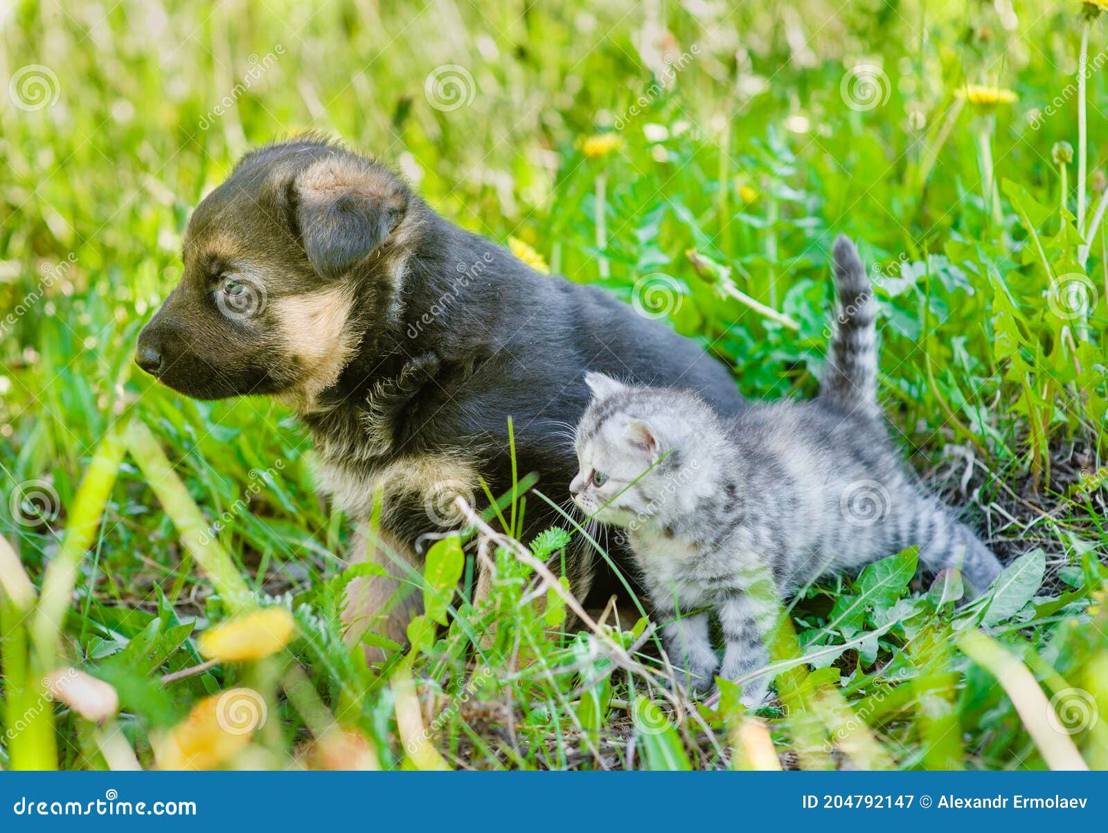German Shepherd Puppy with Tiny Kitten Standing in Profile on Green ...