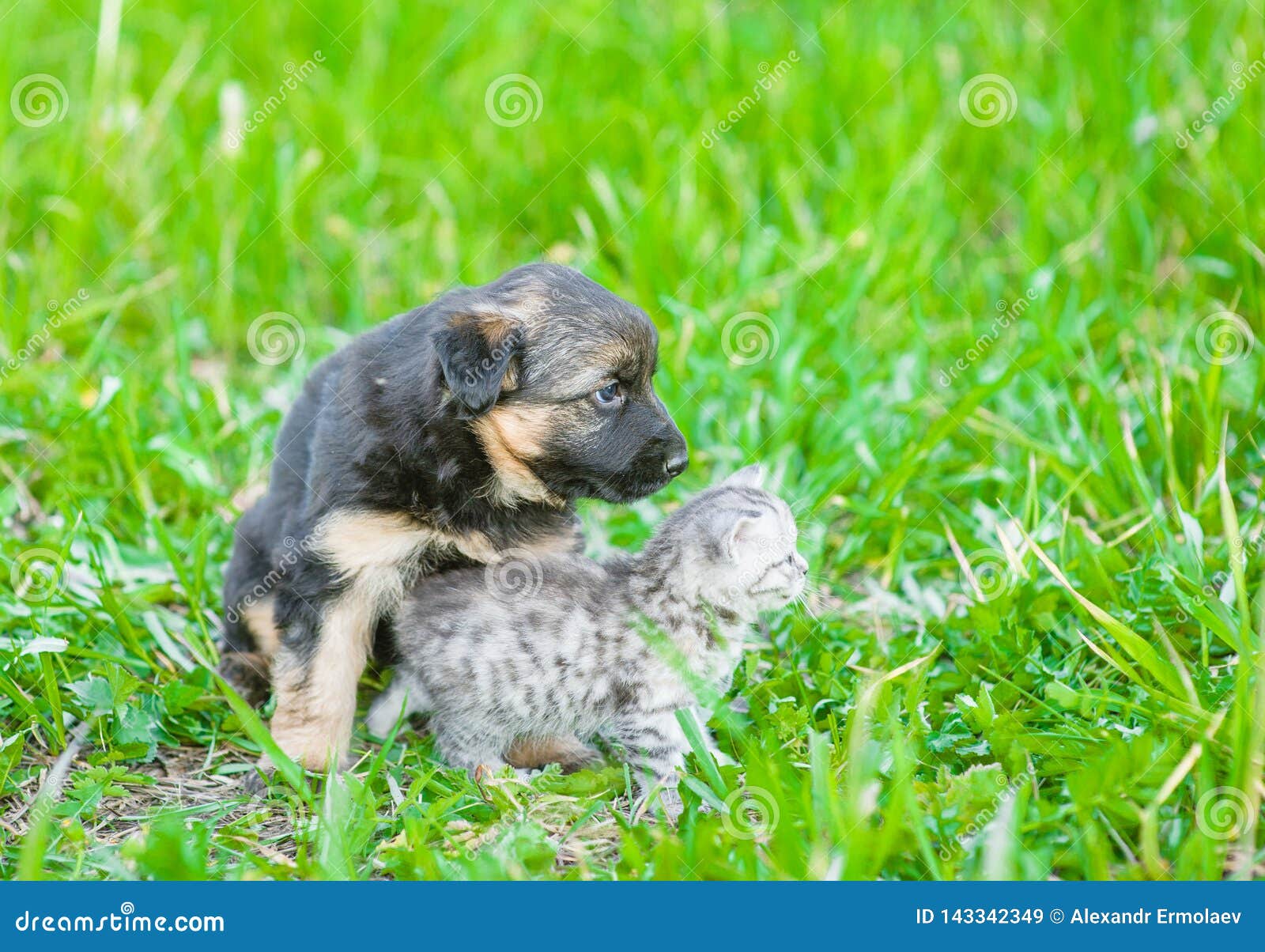 German Shepherd Puppy with Tiny Kitten on Summer Grass Stock Image ...