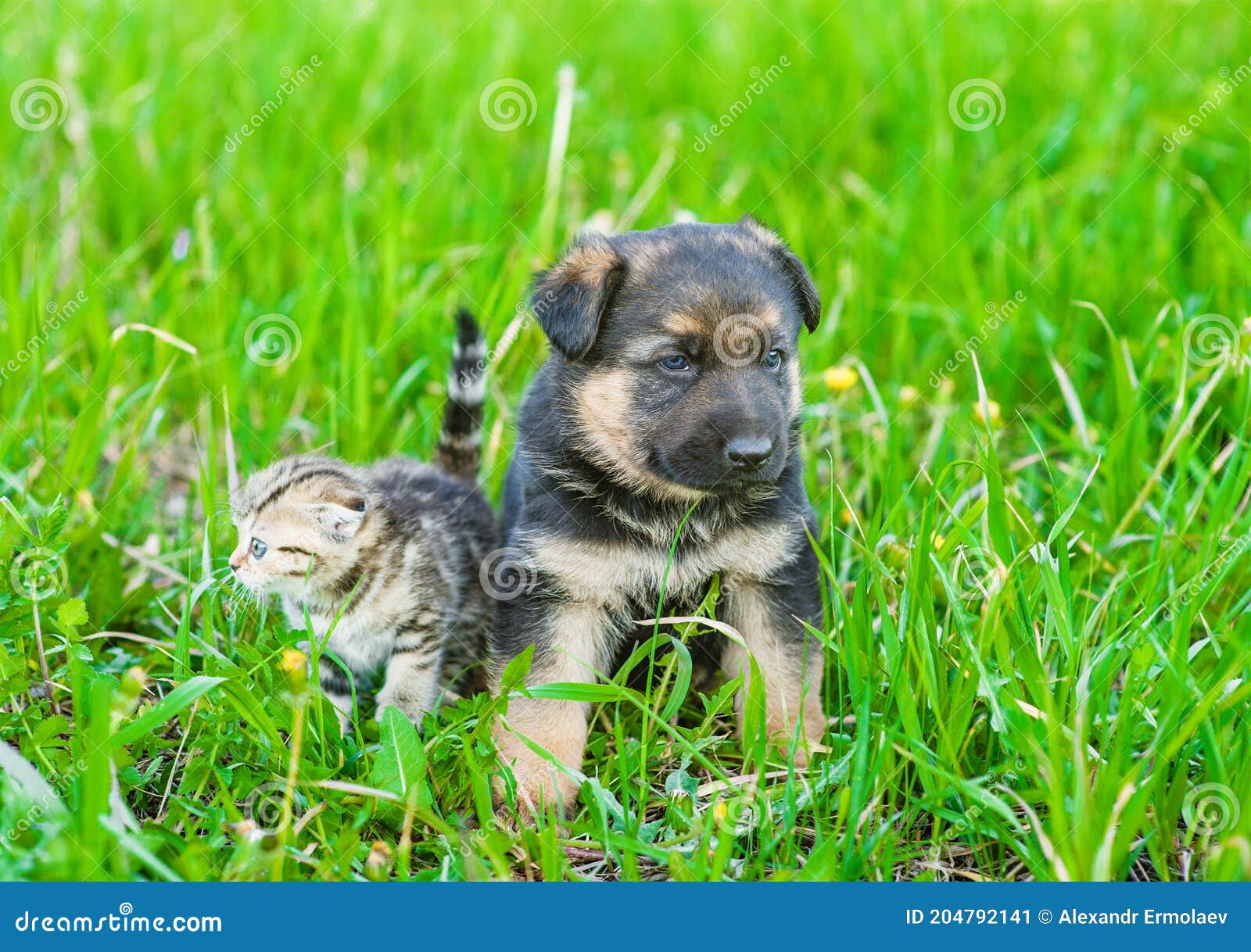 German Shepherd Puppy and Tiny Kitten Together on Green Grass Stock ...
