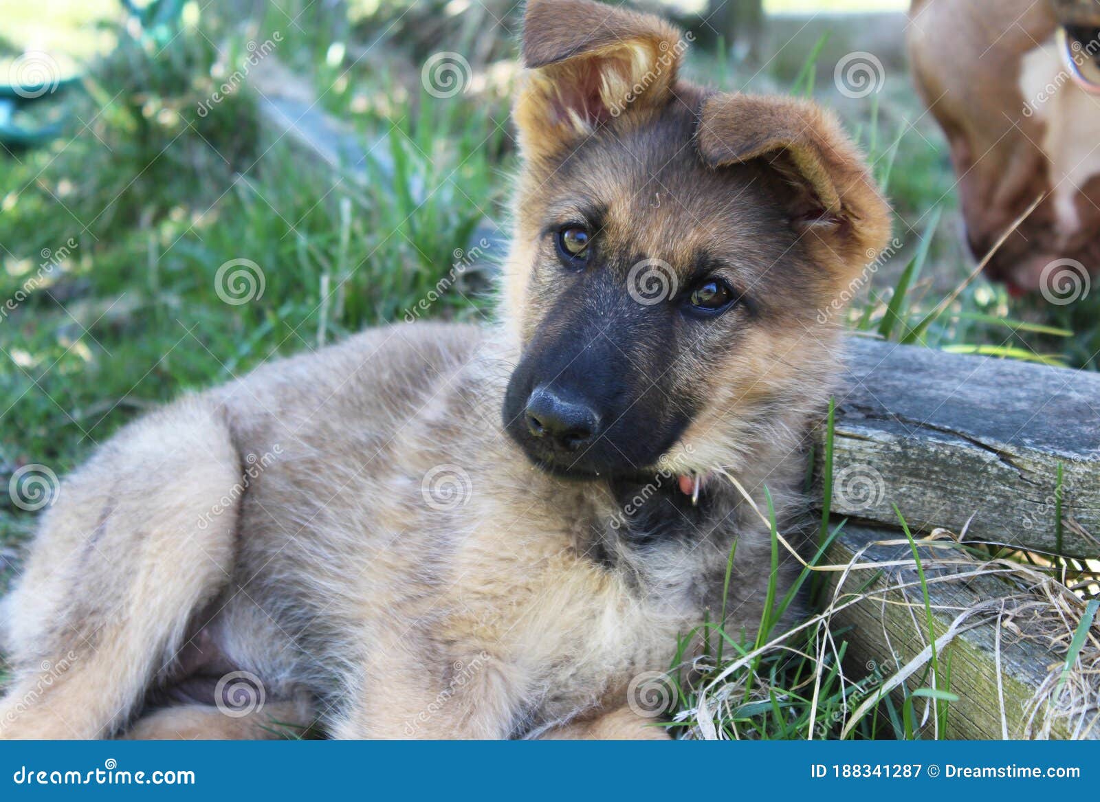Tri Color German Shepherd Puppy Photos - Free & Royalty-Free Stock ...