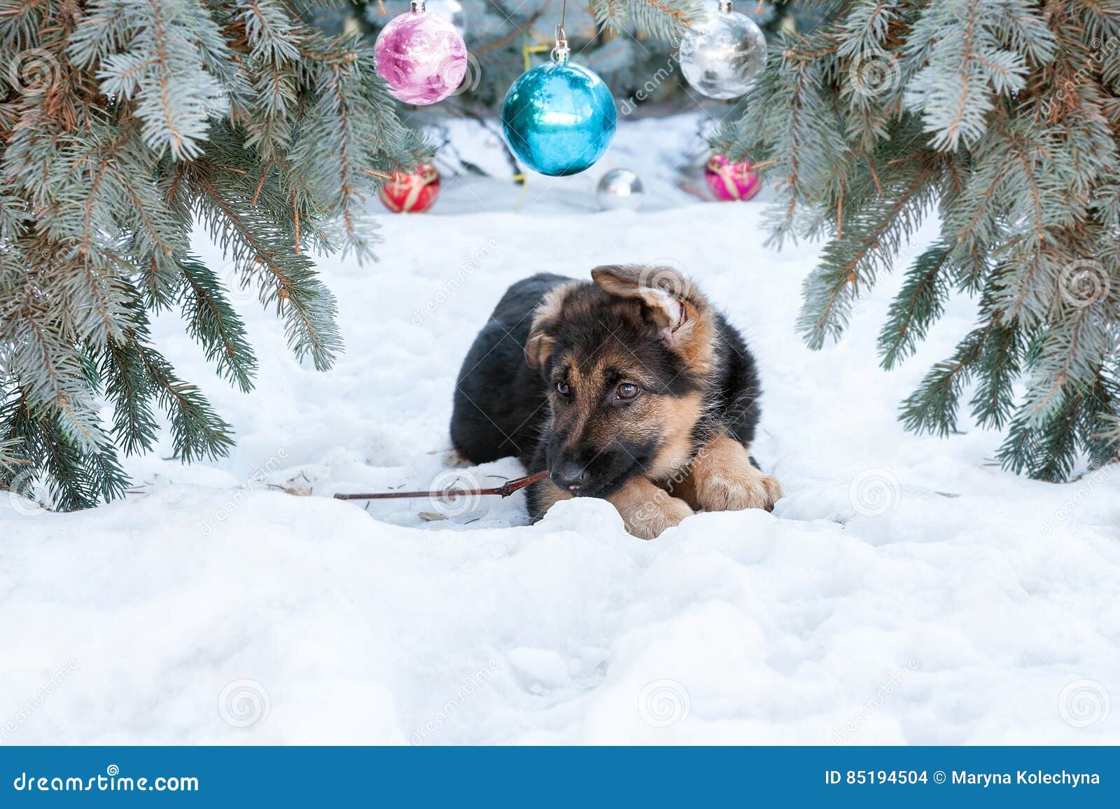 German Shepherd Puppy Under the Tree. Stock Photo - Image of black ...