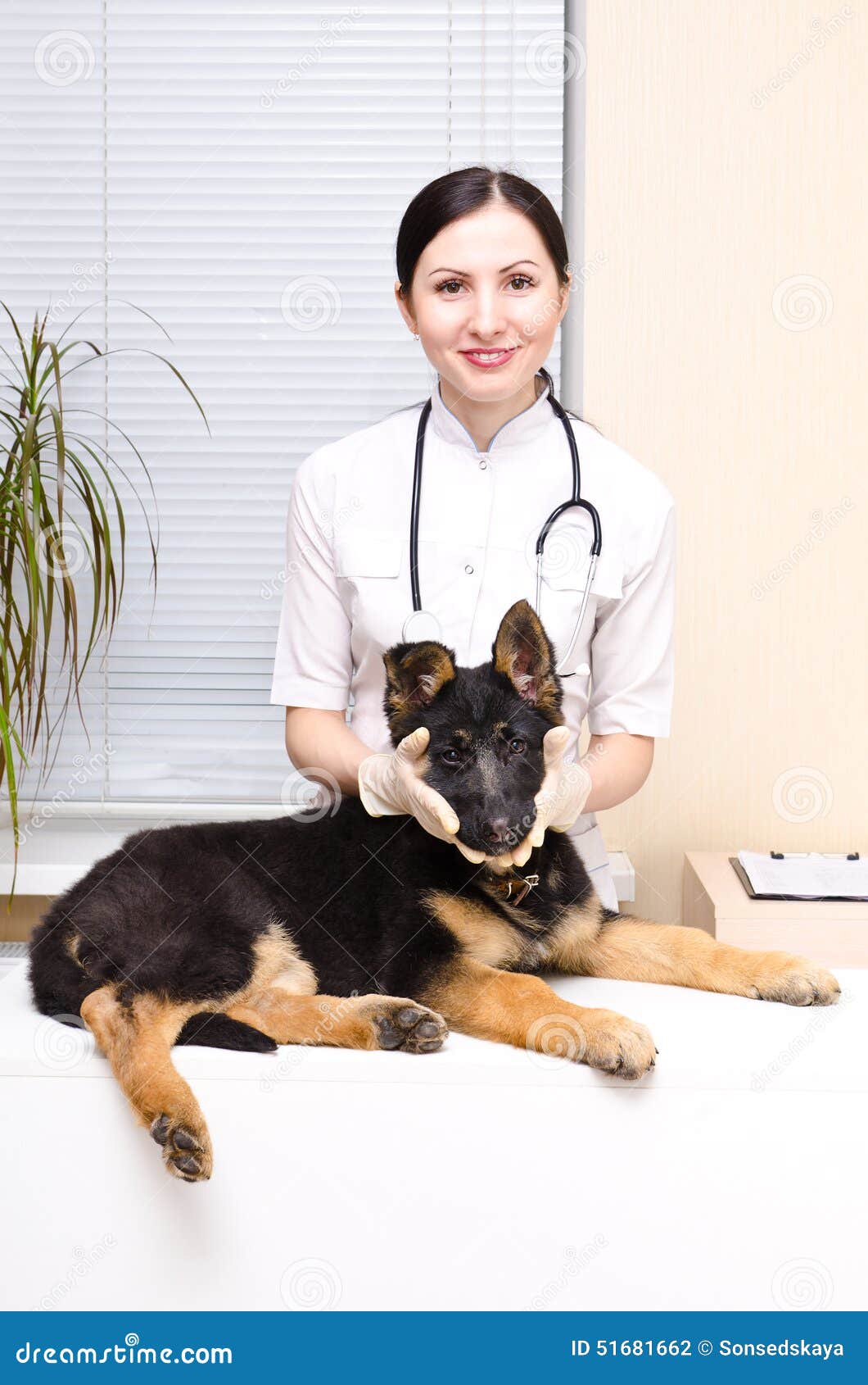 German Shepherd Puppy at the Vet Stock Photo - Image of expertise ...