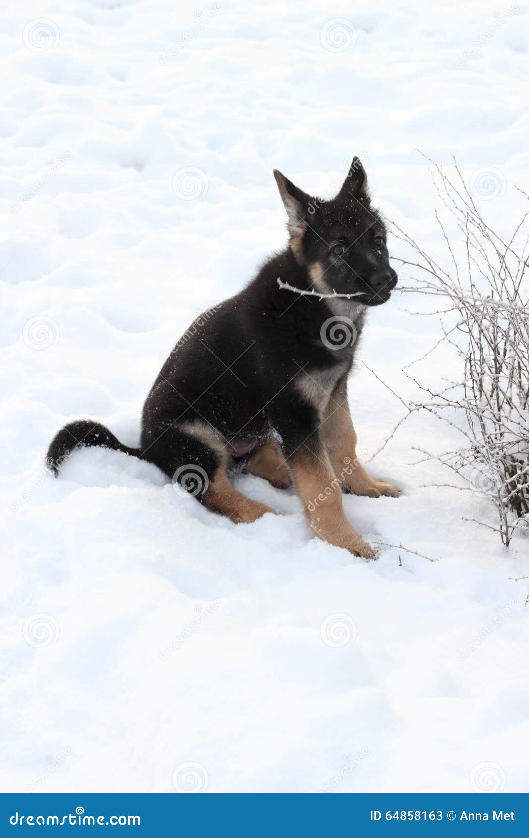 German shepherd puppy stock image. Image of winter, snow - 64858163