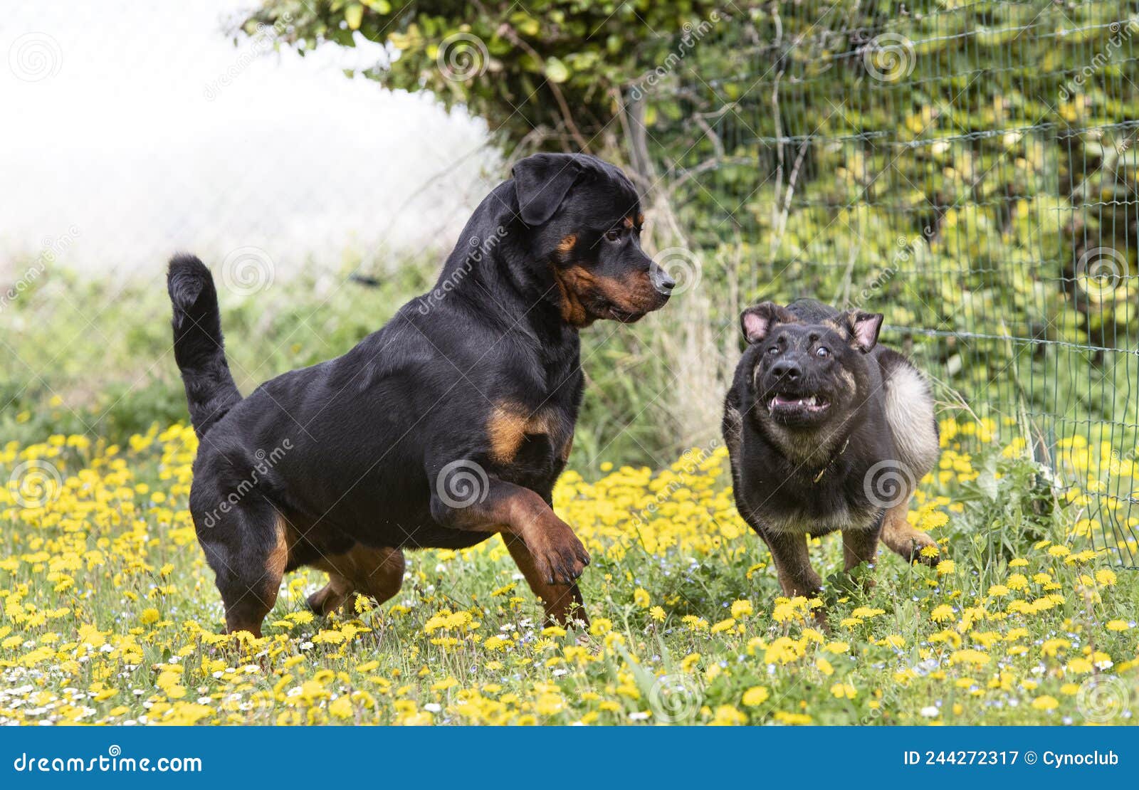 German Shepherd and Rottweiler in Nature Stock Image - Image of nature ...