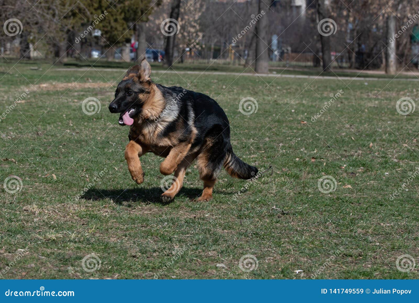 German Shepherd Running through the Grass Outdoors Stock Image - Image ...