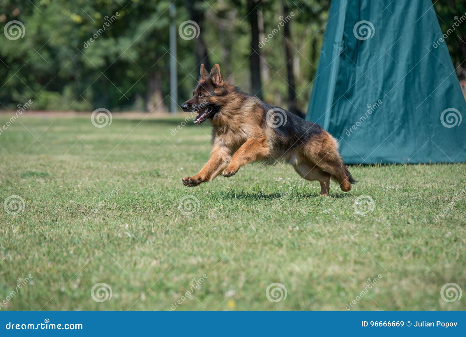 German Shepherd Running through the Grass Stock Image - Image of ...