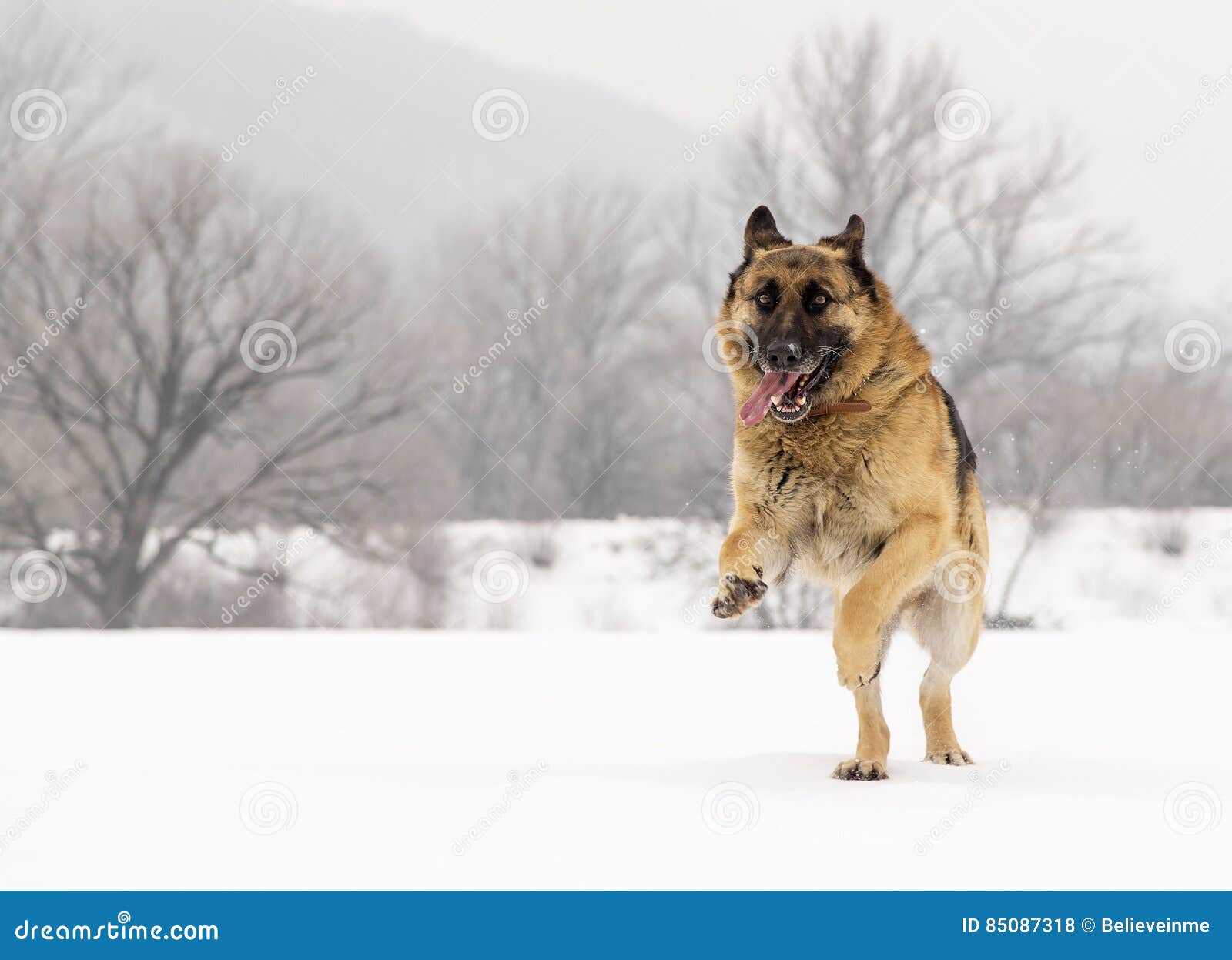 German Shepherd Running through the Snow. Stock Photo - Image of sheep ...