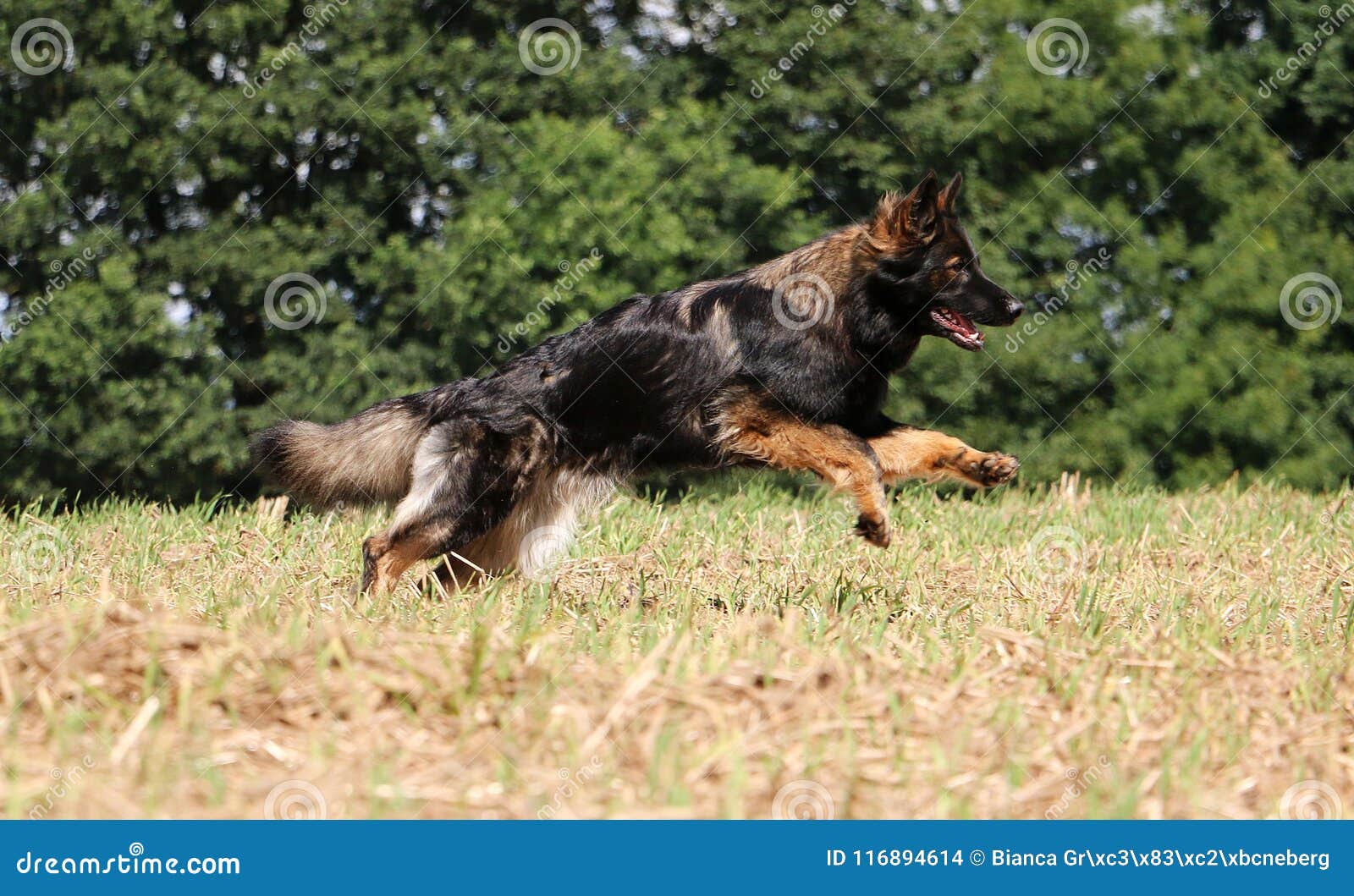 Running German Shepherd on a Field Stock Photo - Image of green, brown ...