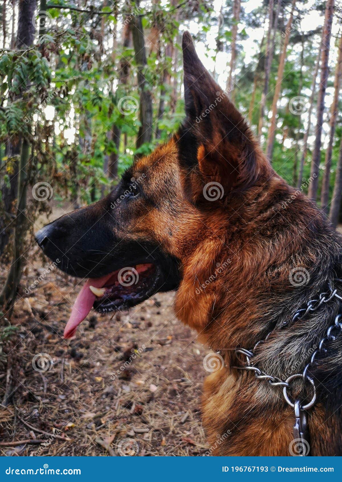 Beautiful Left Side of German Shepherd`s Head Stock Image - Image of ...