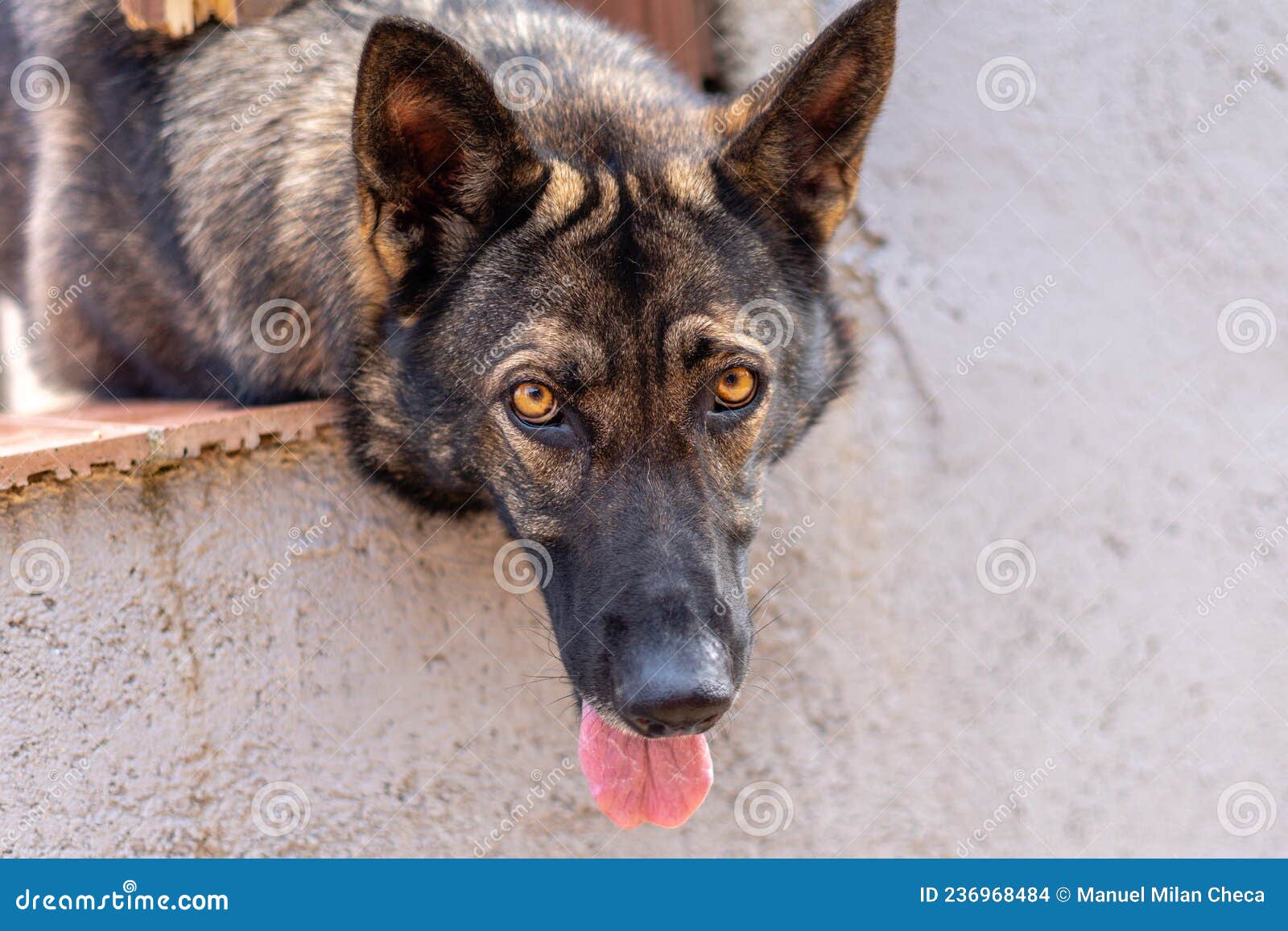German Shepherd with a Sad Face for Being Locked Up Stock Photo - Image ...