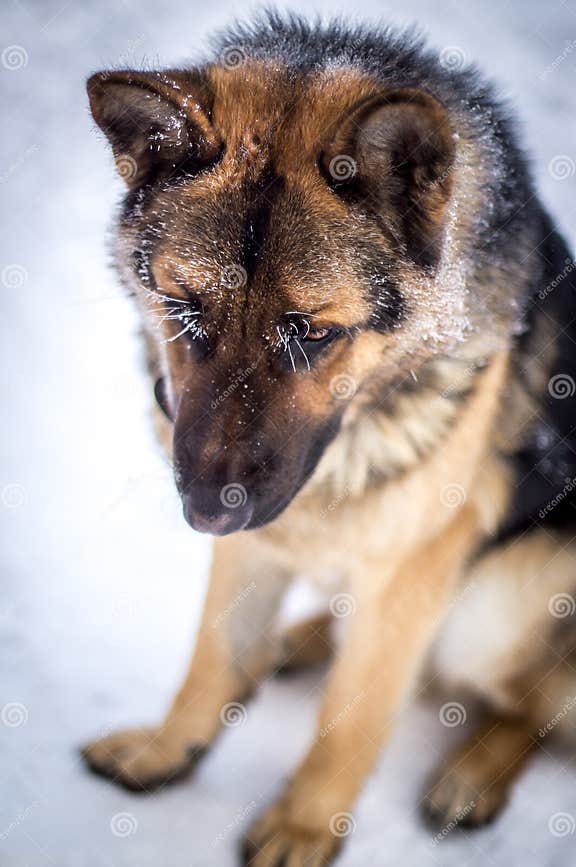 German Shepherd Sad Look Down Stock Photo - Image of brown, frosting ...