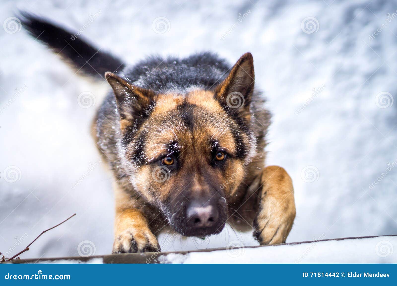 German shepherd sad look stock photo. Image of concepts - 71814442