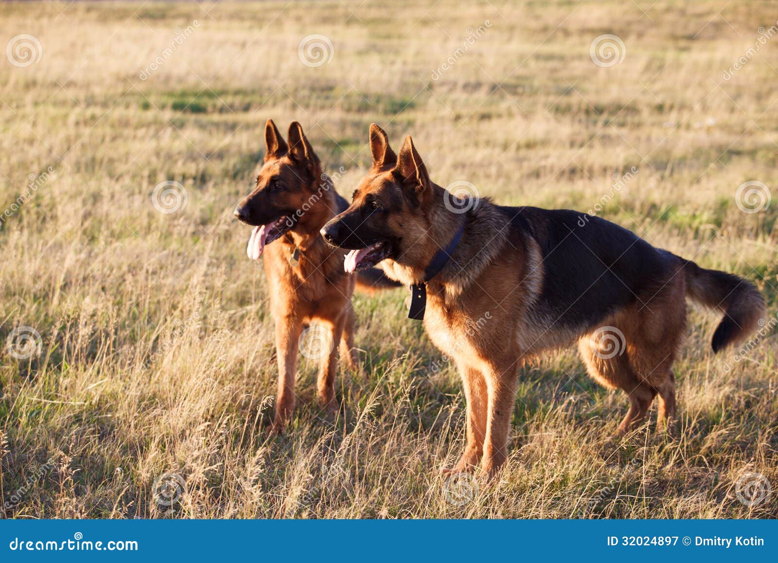German Shepherd stock image. Image of animal, autumn - 32024897
