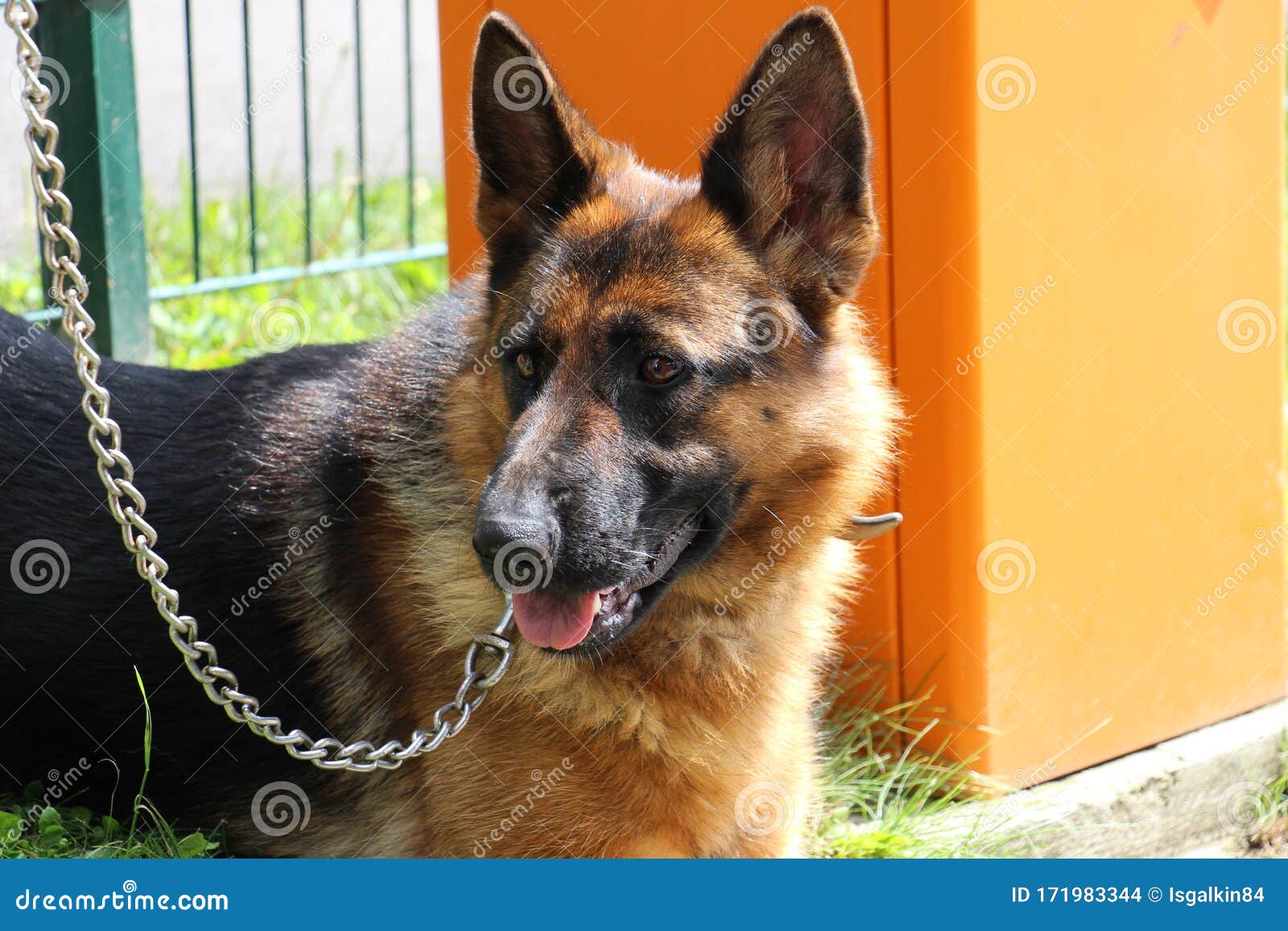 German Shepherd, Service Dog Stock Photo - Image of green, summer ...