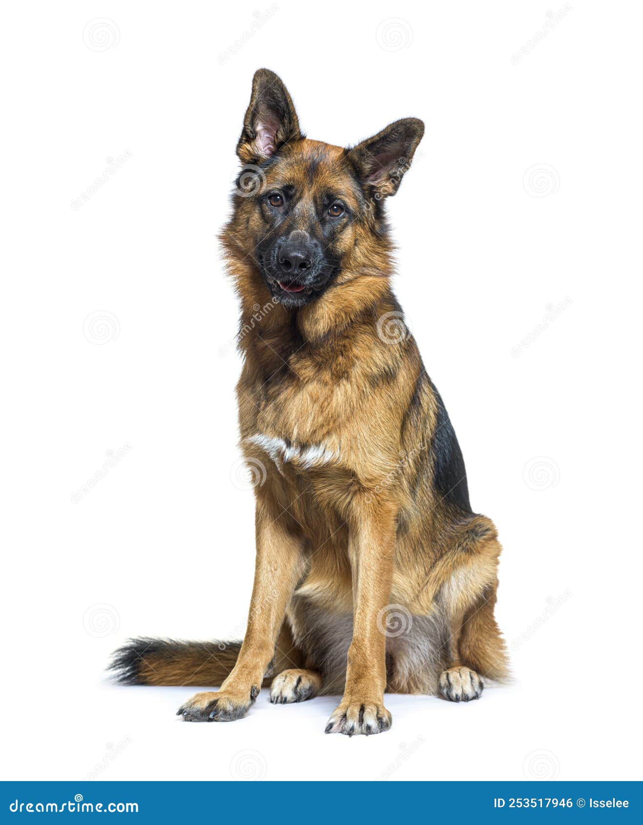 German Shepherd Sitting in Front, Isolated Stock Photo - Image of ...