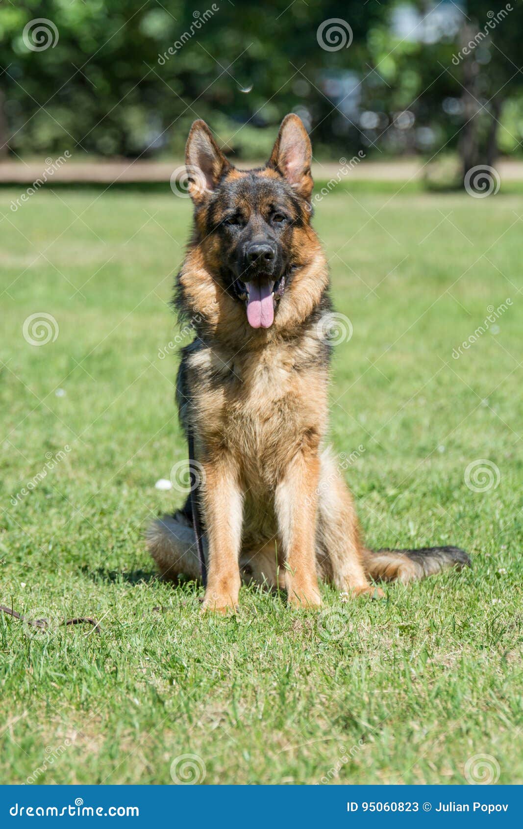 German Shepherd Sitting on the Green Grass Stock Image - Image of field ...