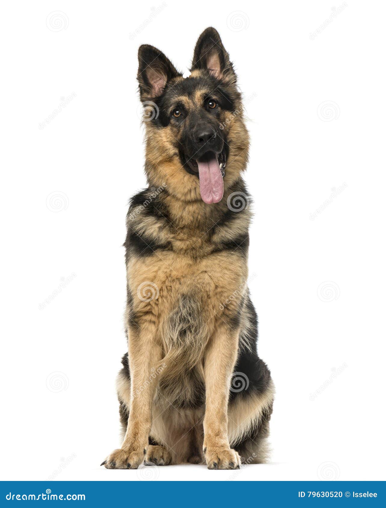 German Shepherd Sitting and Panting, Isolated on White Stock Photo ...