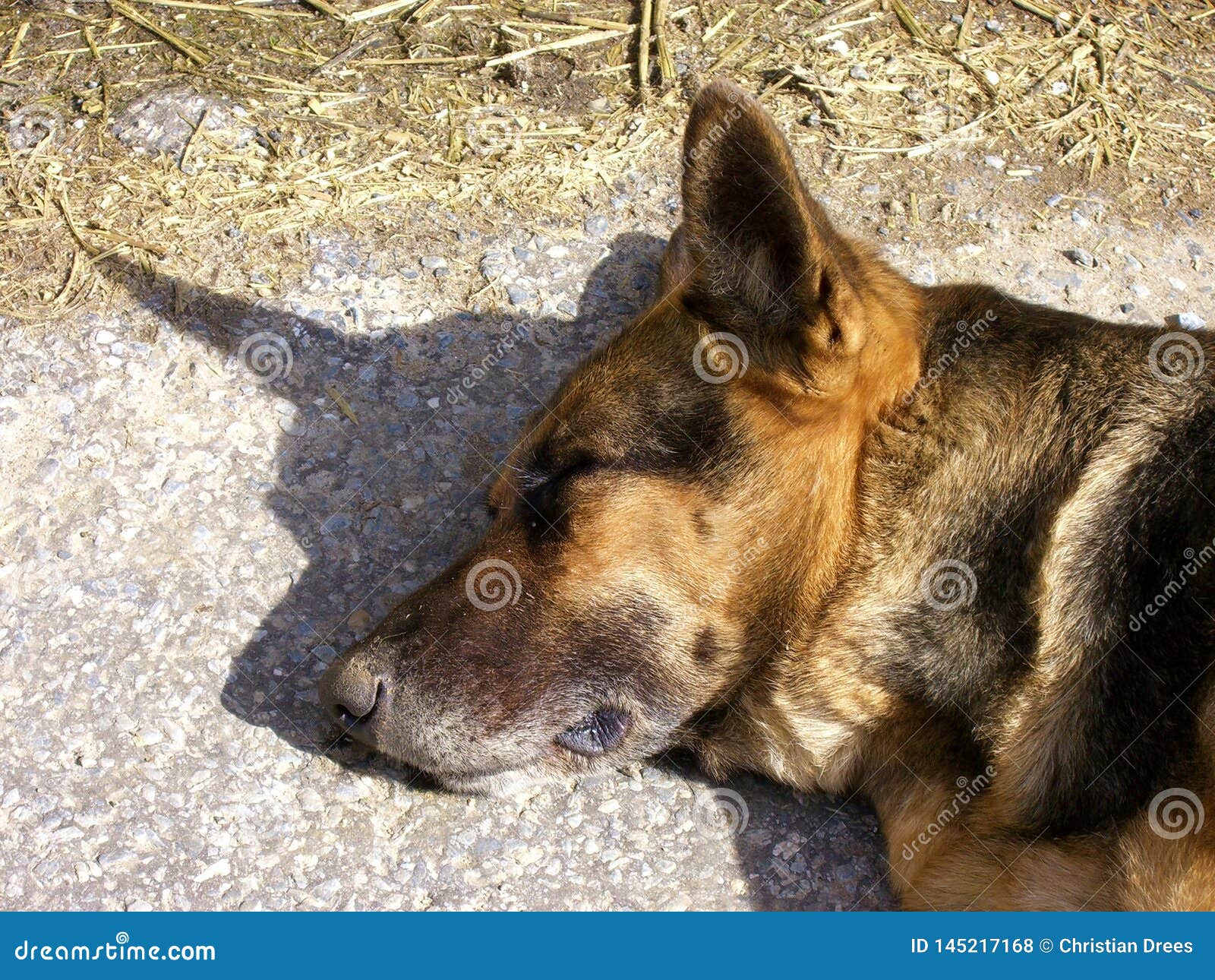 Sleepy german sheperd stock photo. Image of lying, german - 145217168