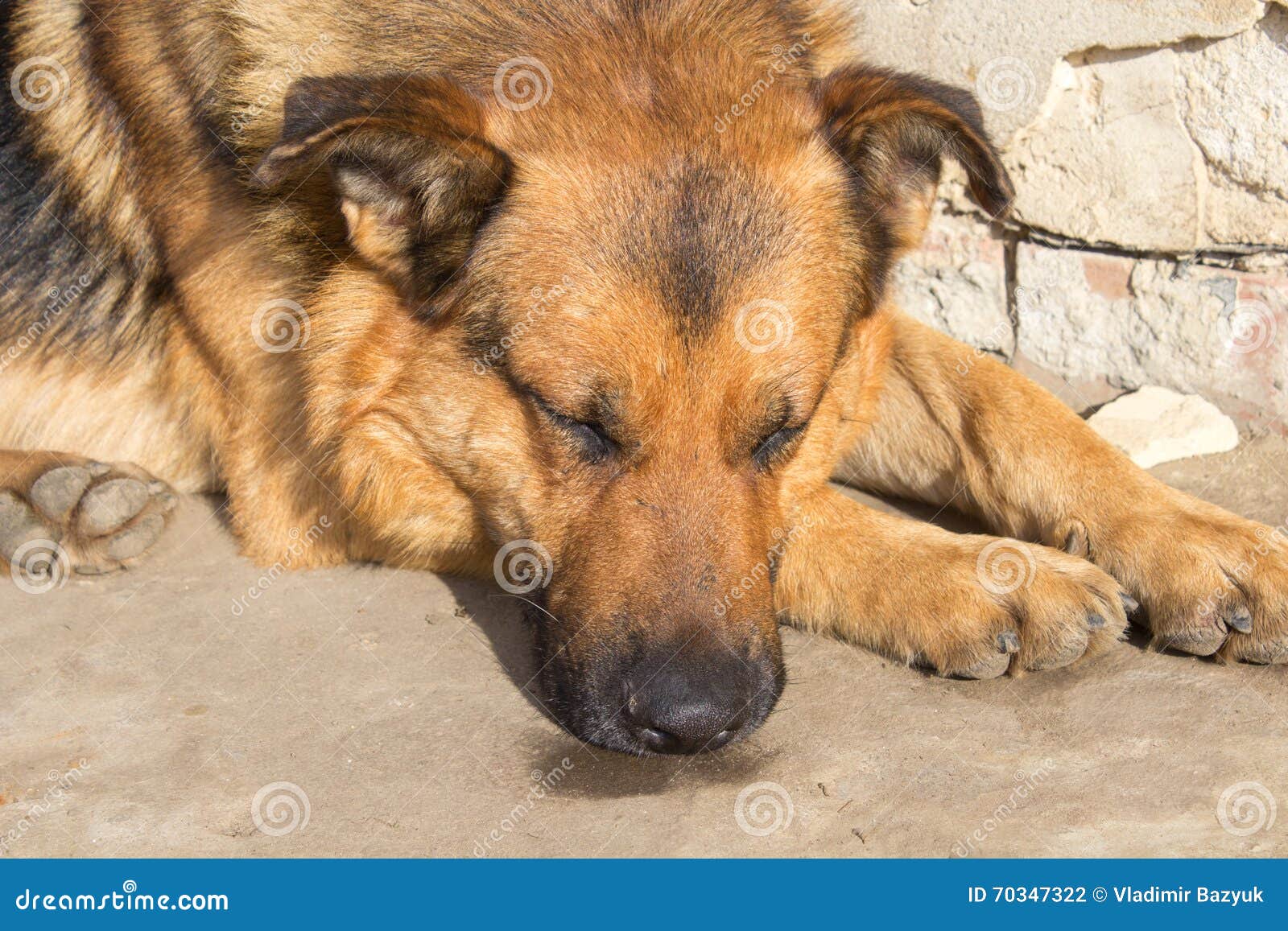 German Shepherd sleeping stock photo. Image of sleep - 70347322