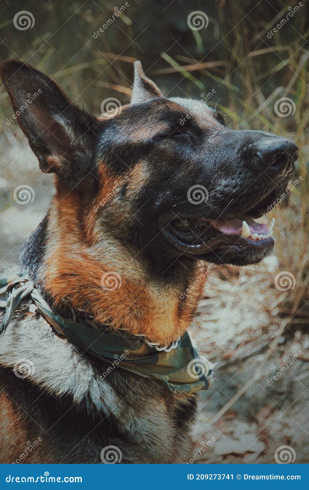 German shepherd smiling stock image. Image of carnivore - 209273741
