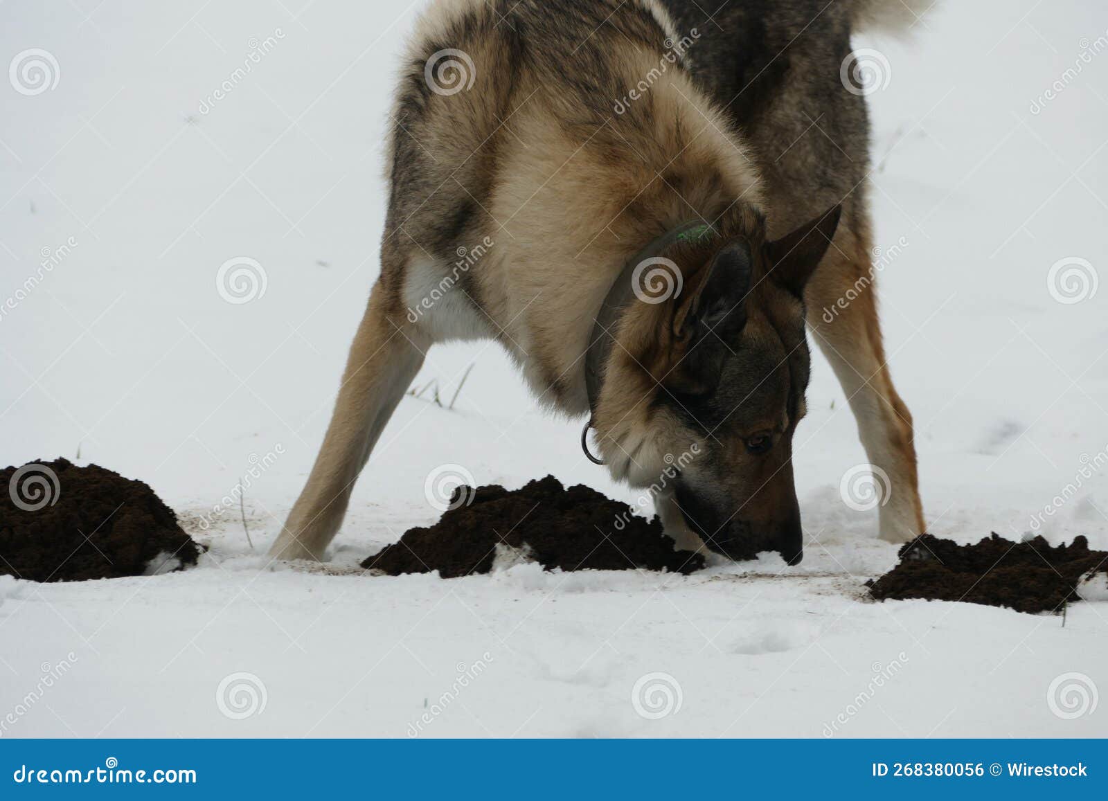 German Shepherd Sniffing the Ground. Stock Photo - Image of standing ...