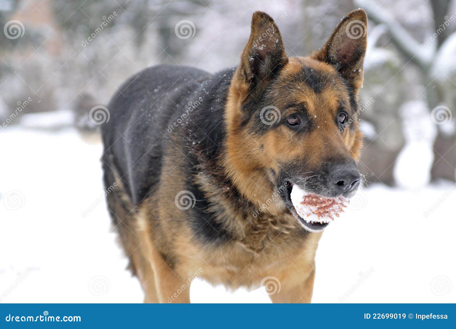 German Shepherd in the Snow Stock Image - Image of retriever, mammal ...