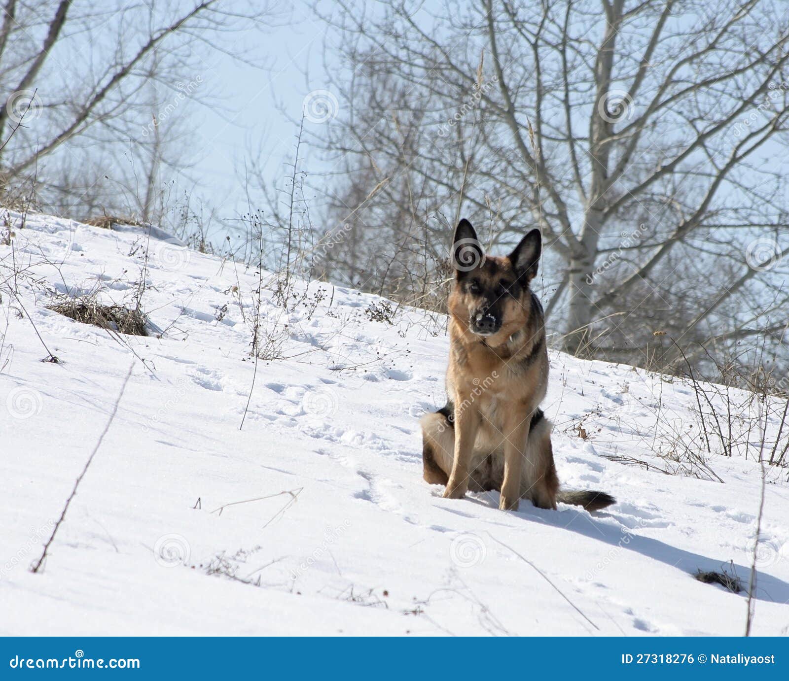 German Shepherd on a Snow-covered Slope Stock Photo - Image of rest ...