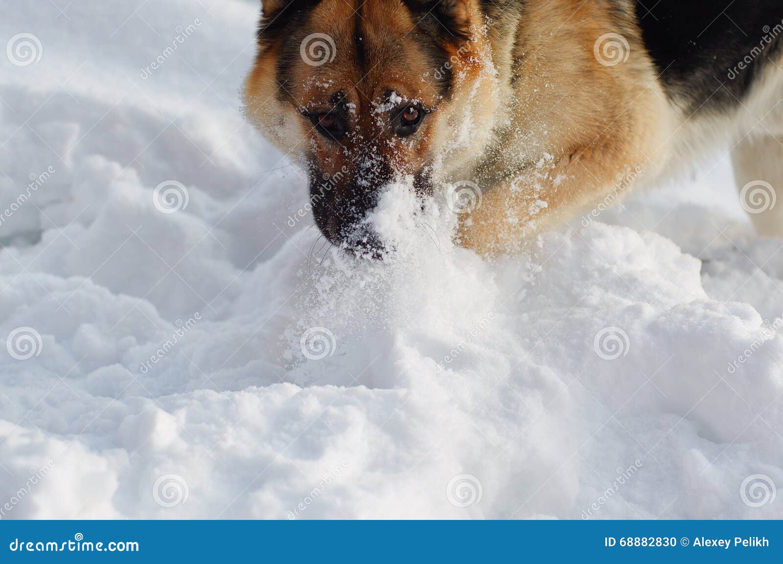 German Shepherd in the Snow. Stock Photo - Image of white, breed: 68882830