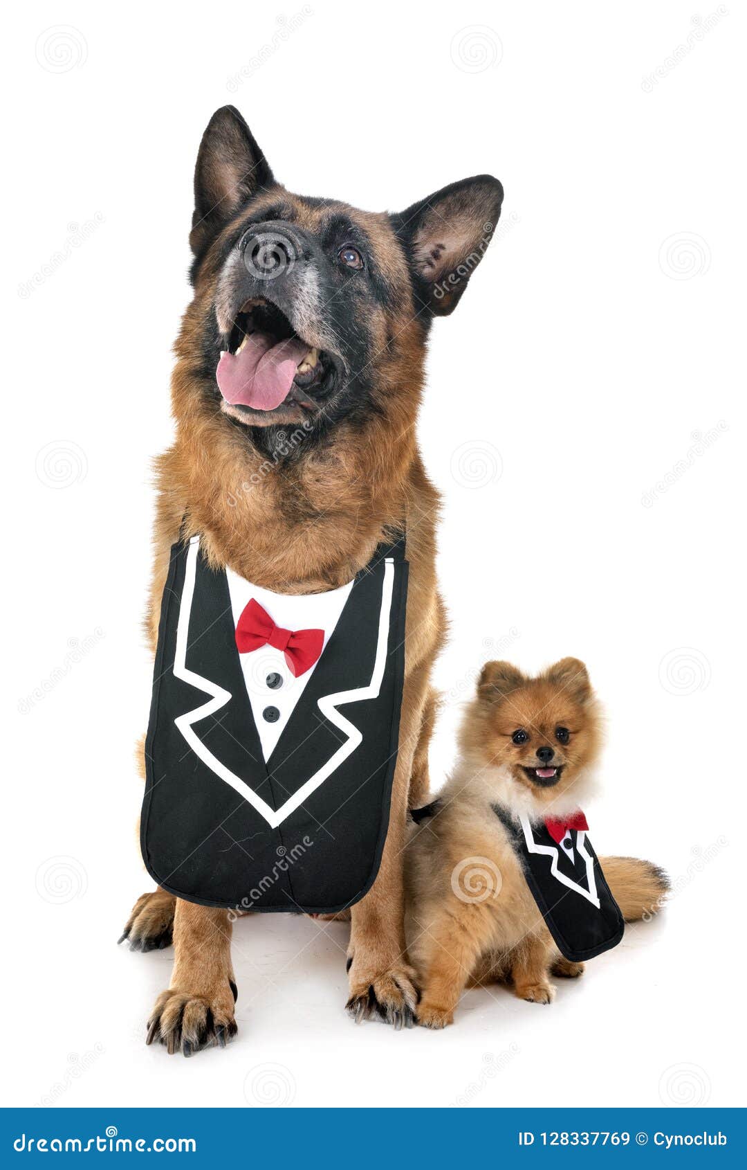 151 Spitz Shepherd Stock Photos - Free & Royalty-Free Stock Photos from ...