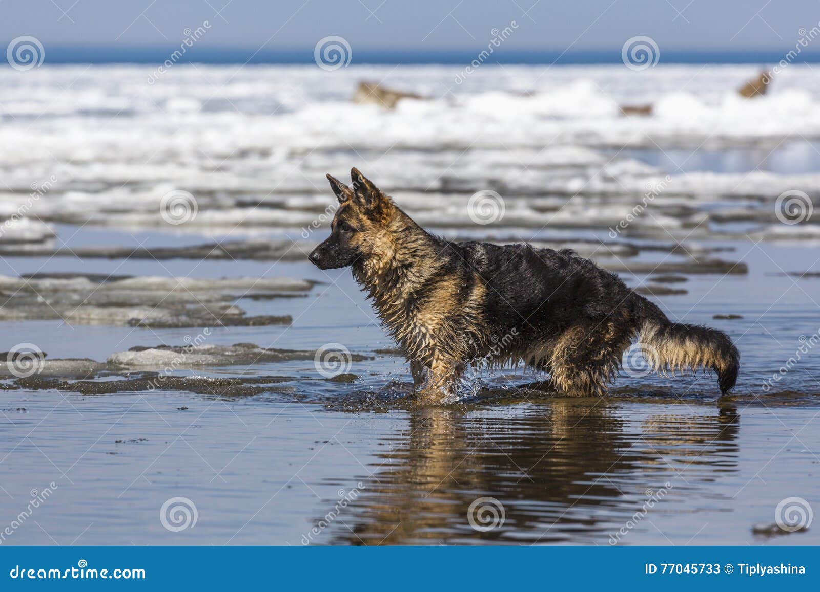 German Shepherd at the Spring Lake Baikal Stock Image - Image of nature ...
