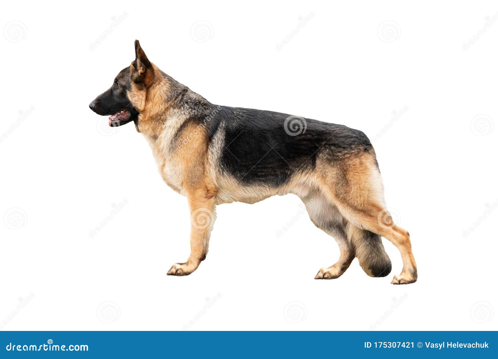 German Shepherd Stand Isolated on a White Stock Image - Image of animal ...