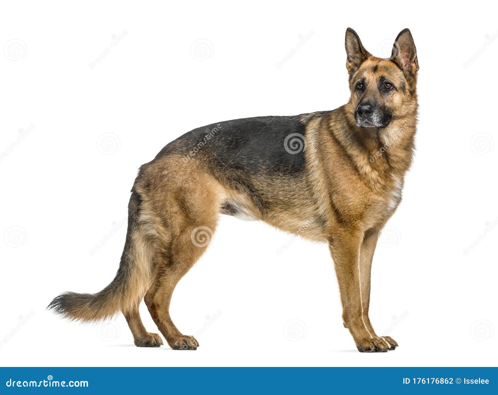 German Shepherd Standing, Isolated Stock Photo - Image of profile ...