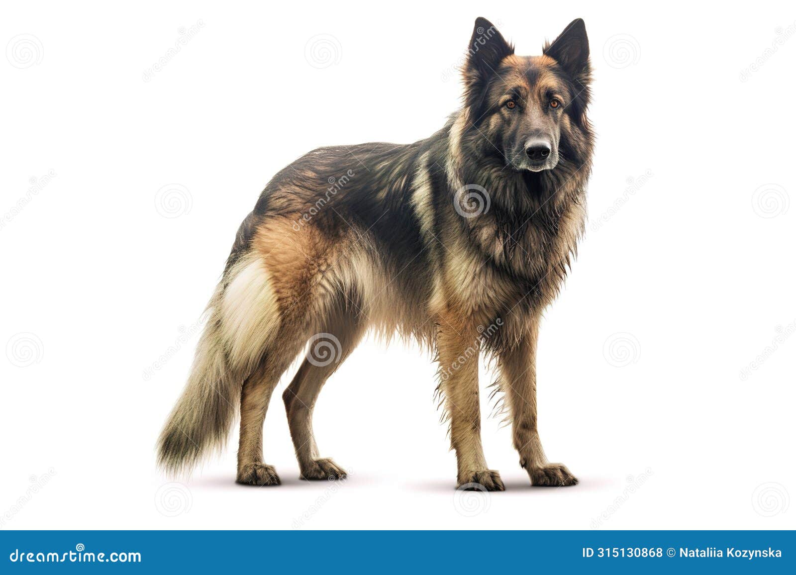 German Shepherd Standing, Isolated on White. Stock Photo - Image of ...