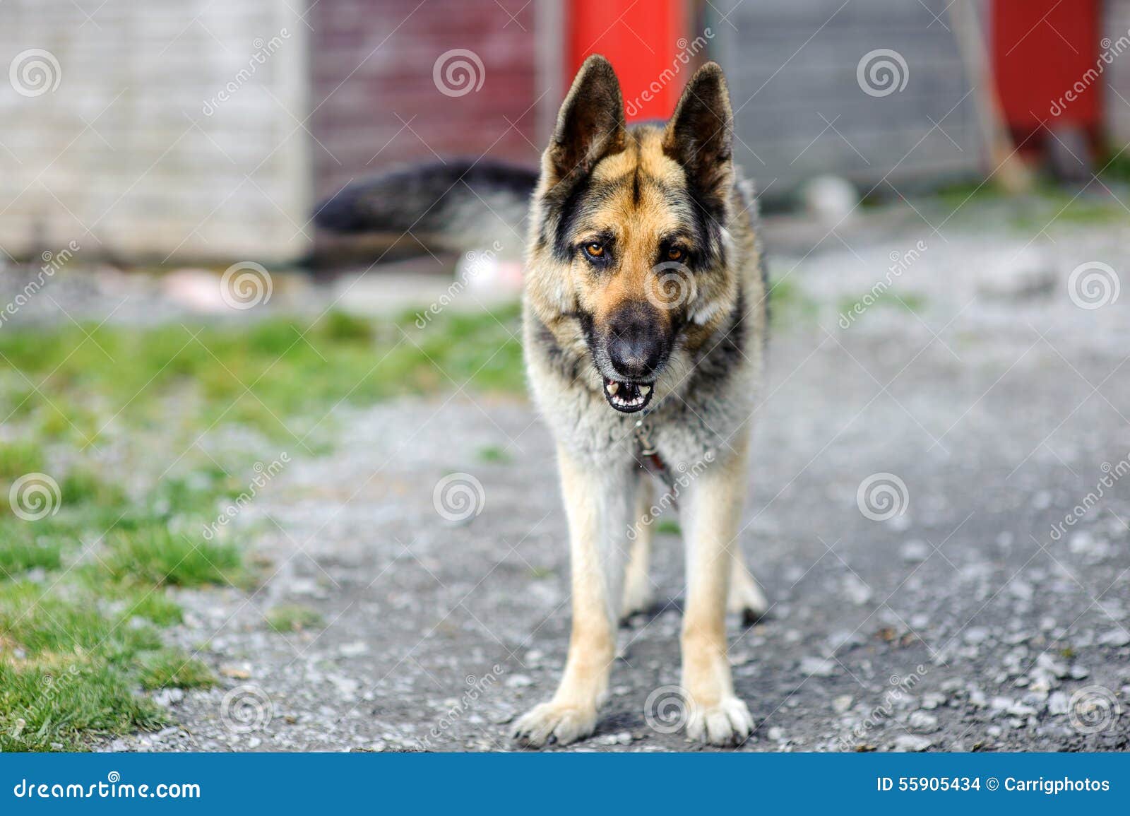 German Shepherd stock photo. Image of standing, animal - 55905434