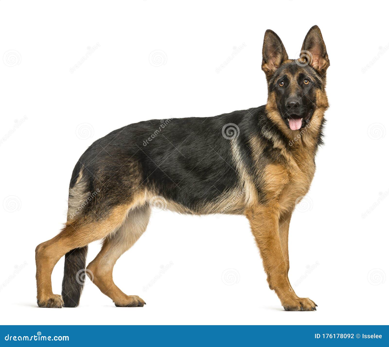 German Shepherd Standing and Panting, Isolated Stock Photo - Image of ...