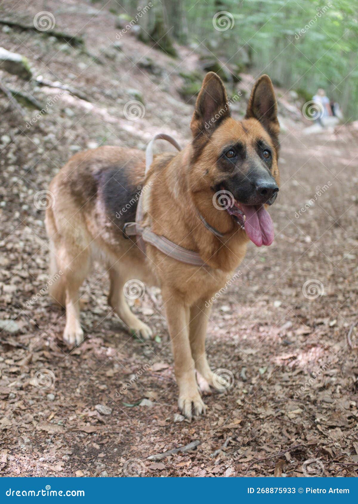 German Shepherd is Standing in the Park. Stock Image - Image of ...