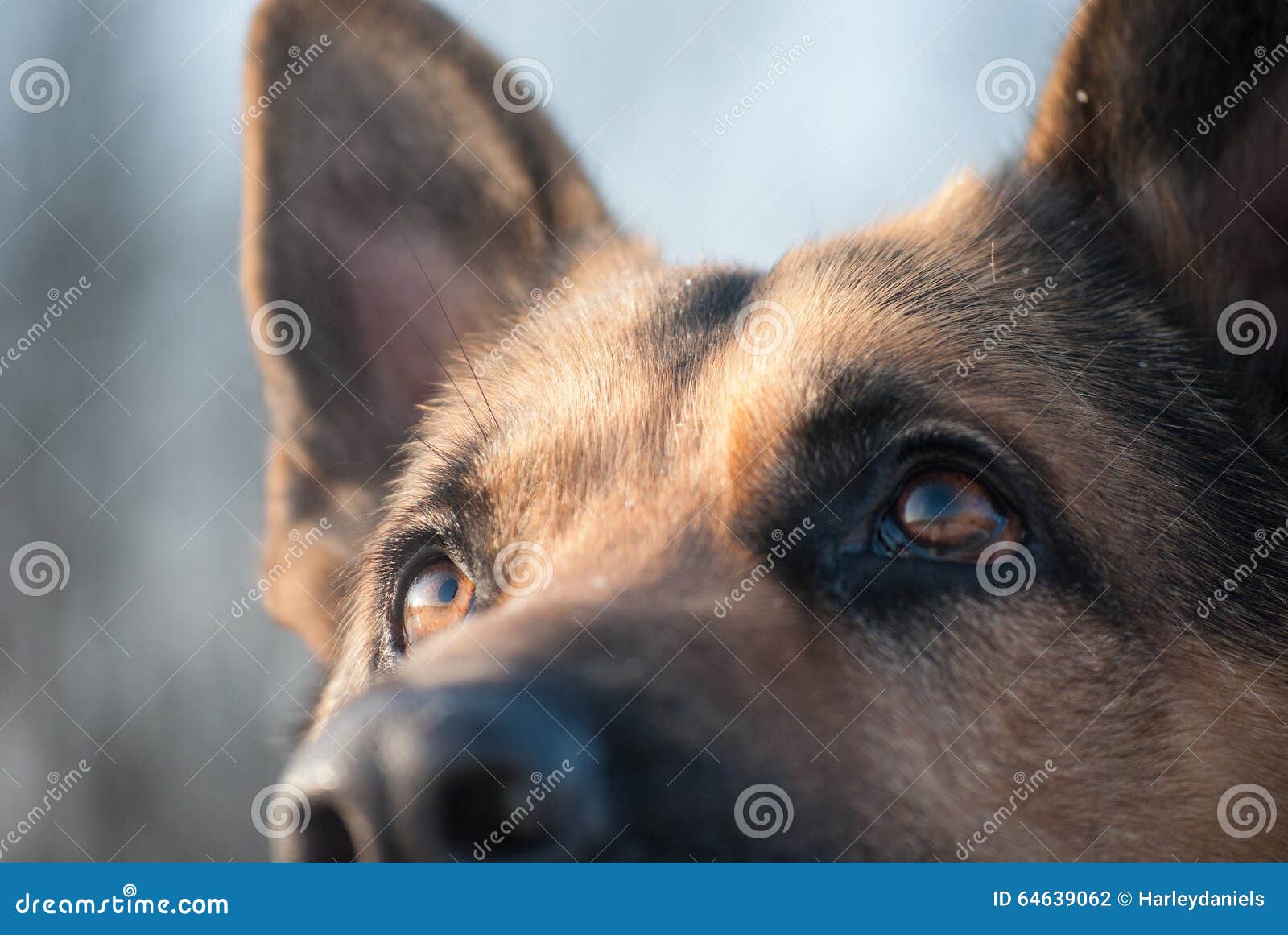 German shepherd stares stock photo. Image of character - 64639062