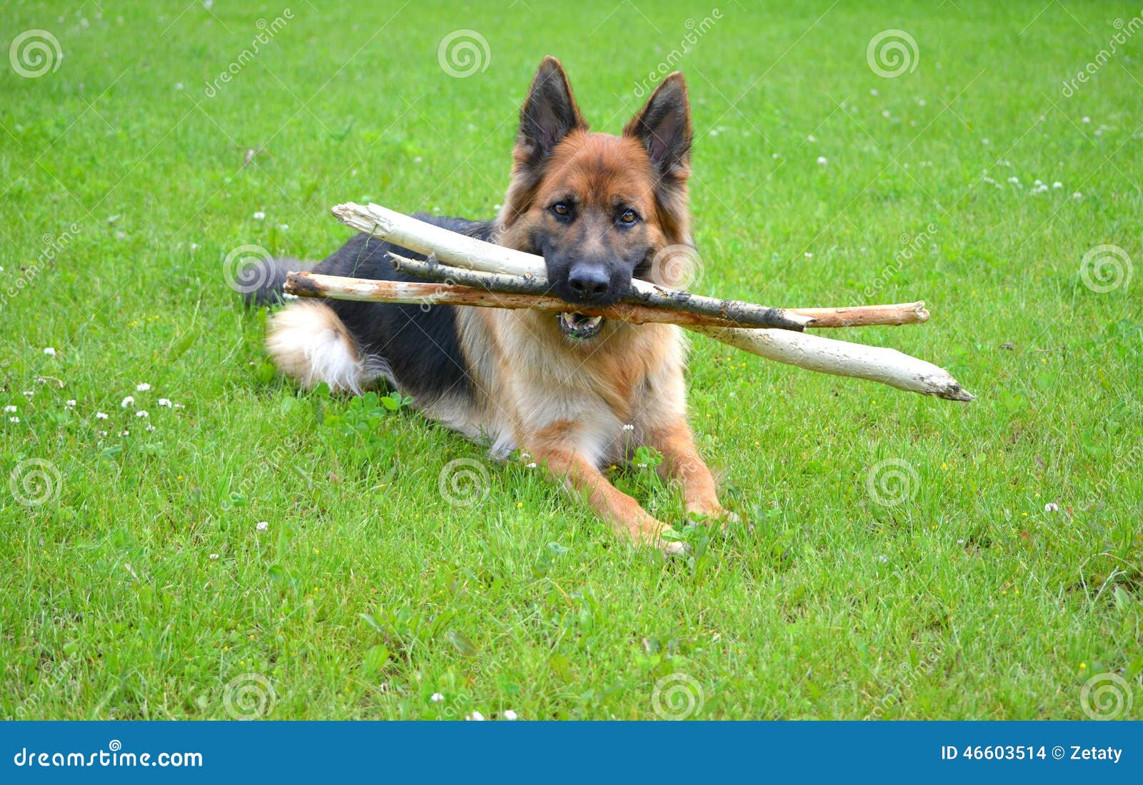 German shepherd with stick stock photo. Image of cute - 46603514