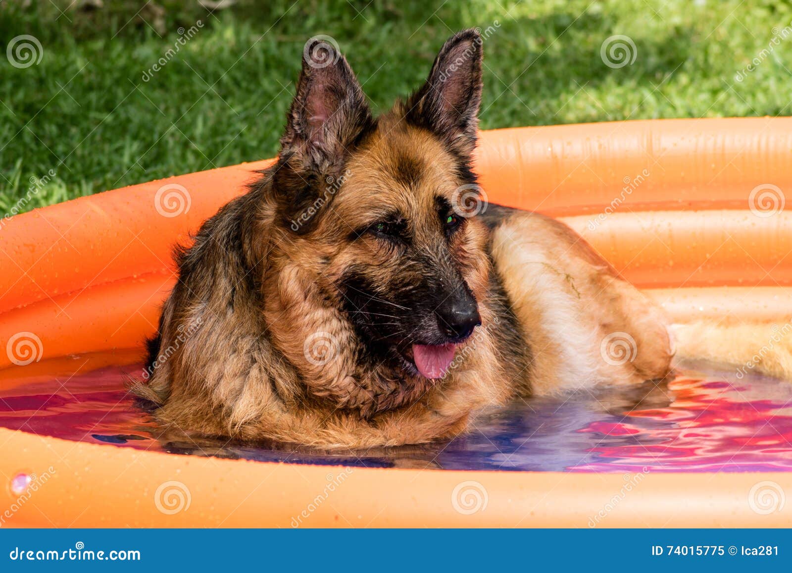 German Shepherd stock image. Image of puppy, pool, rain - 74015775