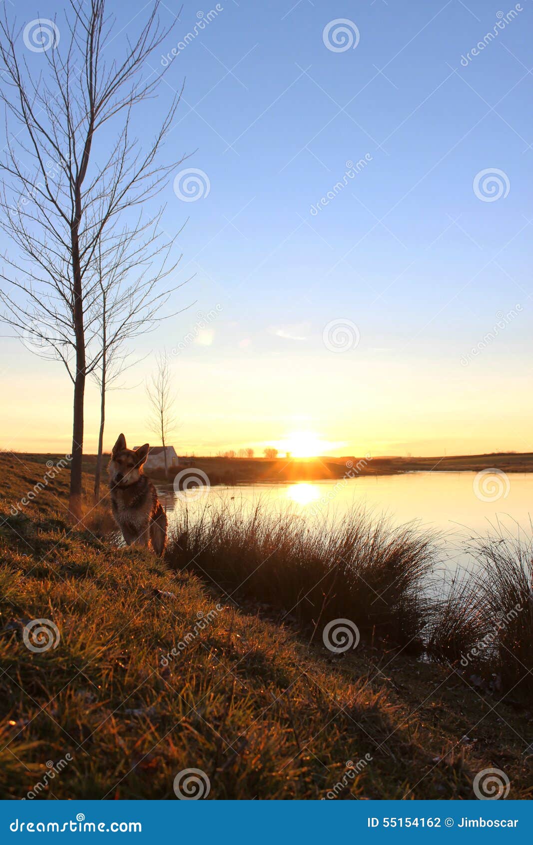German shepherd at sunset stock photo. Image of green - 55154162