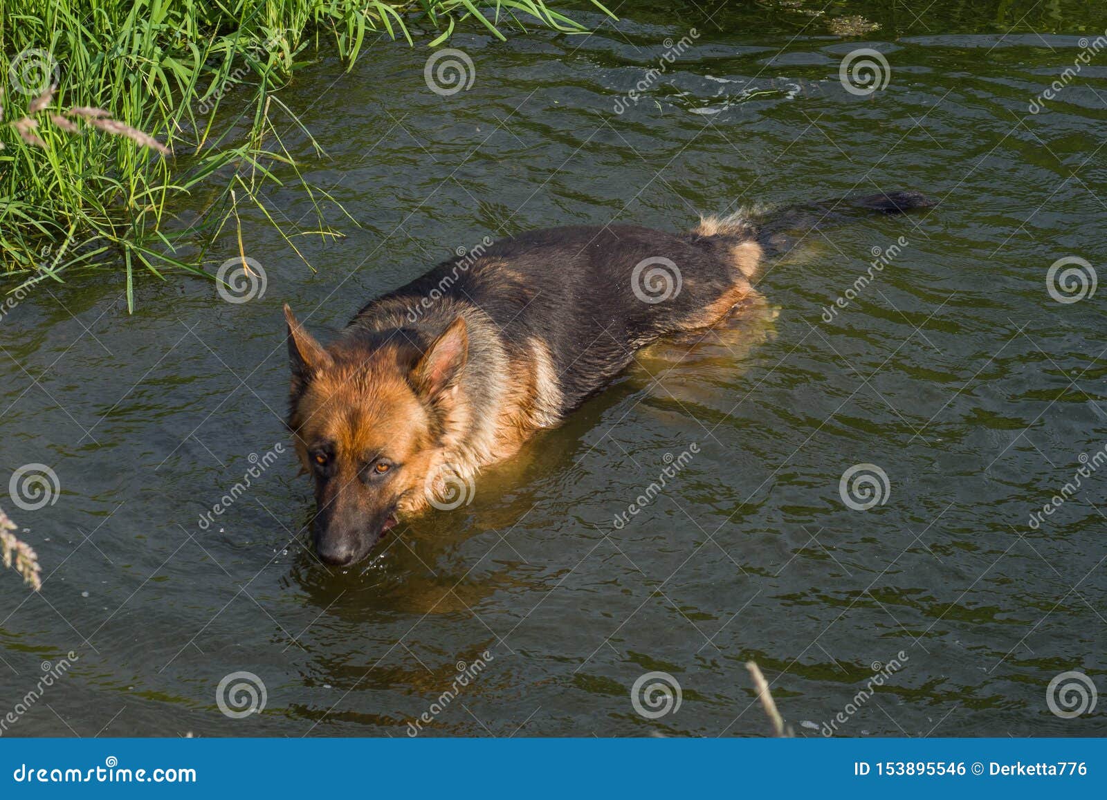 German Shepherd Swimming in the River Drinking Water Stock Photo ...