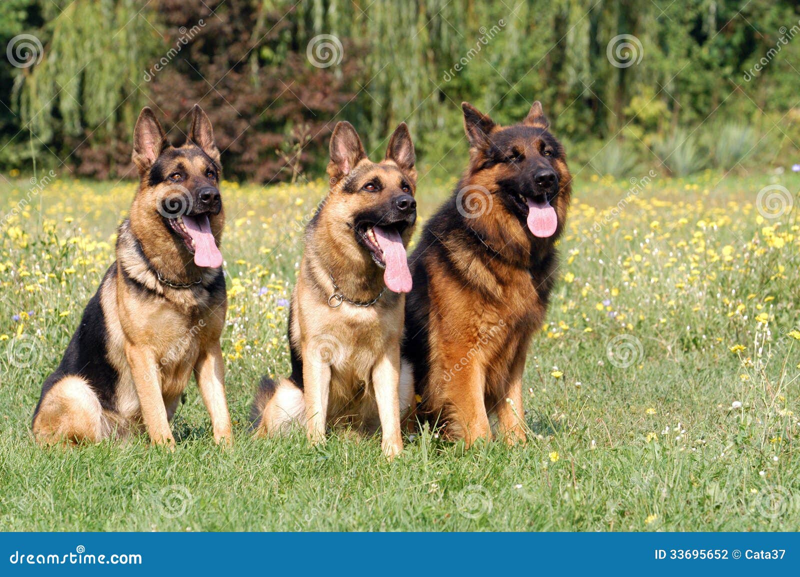 German Shepherd stock photo. Image of friend, eyes, looking - 33695652