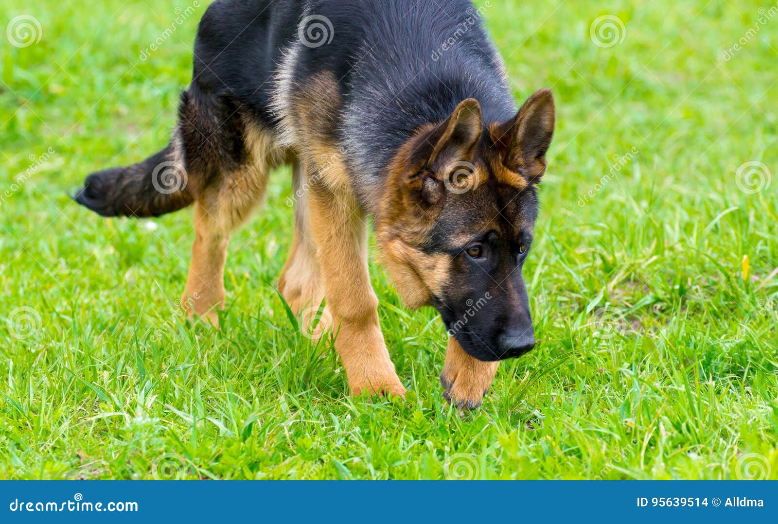 German Shepherd Tracker Dog Working Outdoor Stock Photo - Image of ...